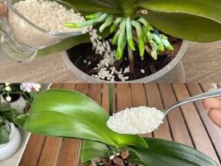Using Rice as Fertilizer for Orchids: An Eco-Friendly Guide – Diy Home ...