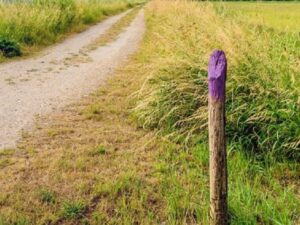 If You Spot a Painted Purple Fence, This Is What It Means - Diy Home ...